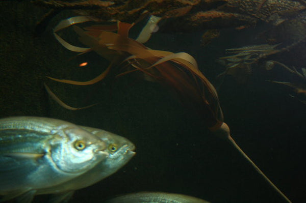 Pangea Bull Kelp – Ocean Aquaria